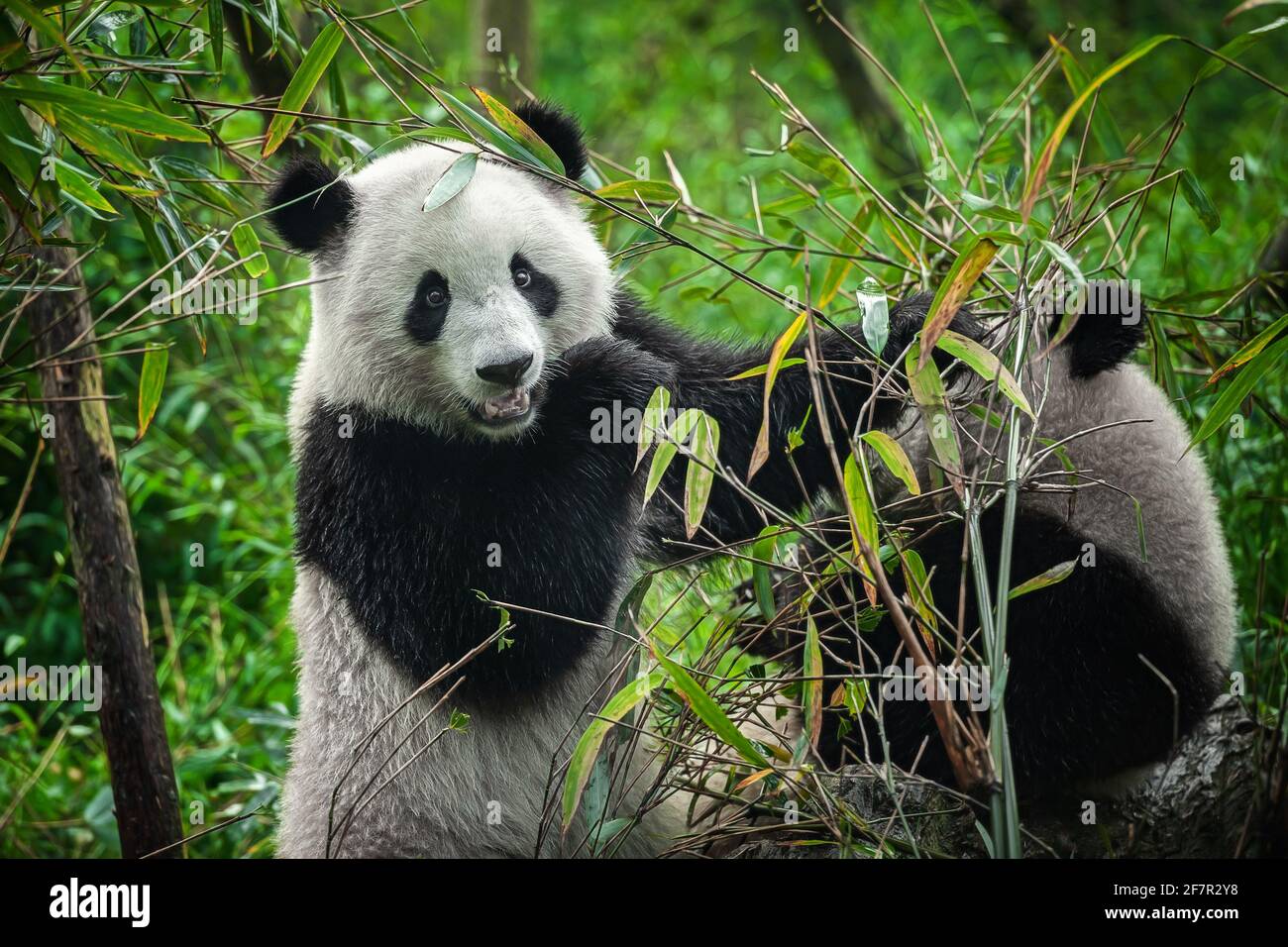 Giant panda bears in forest Stock Photo - Alamy
