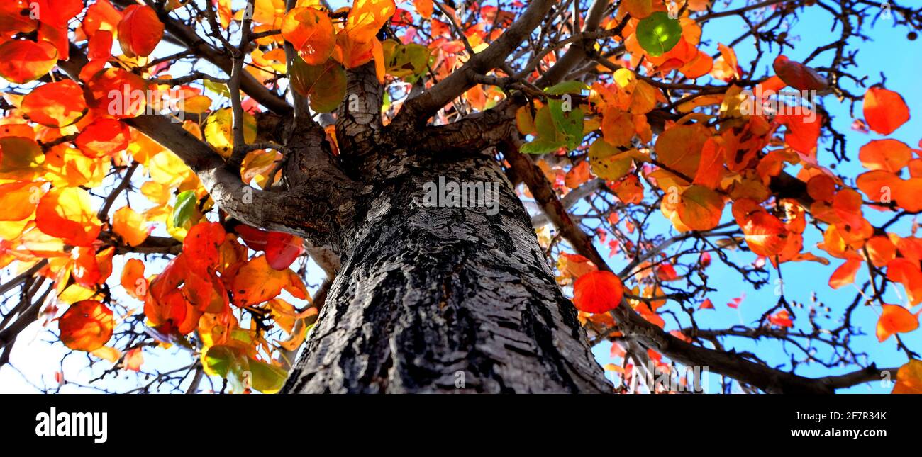 Upward view fall tree hi-res stock photography and images - Alamy