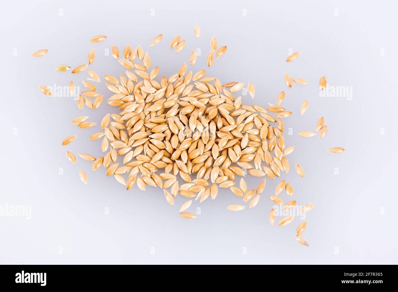 Seeds for canary food - Phalaris canariensis Stock Photo - Alamy