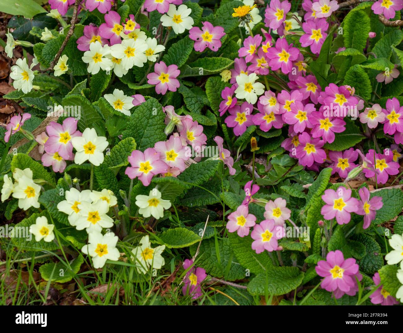 Primroses hi-res stock photography and images - Alamy