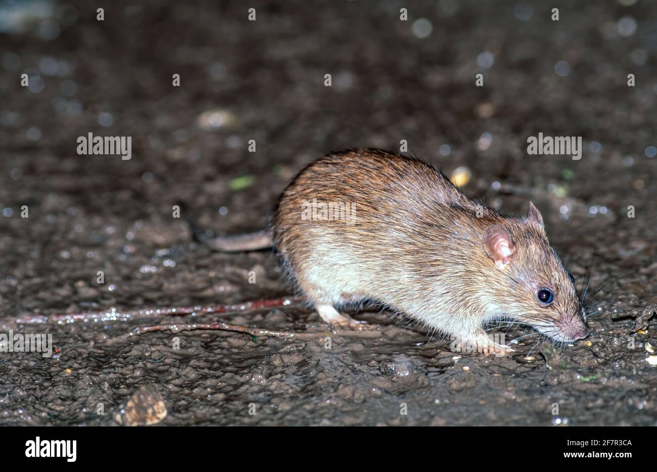 Toxoplasma High Resolution Stock Photography and Images - Alamy