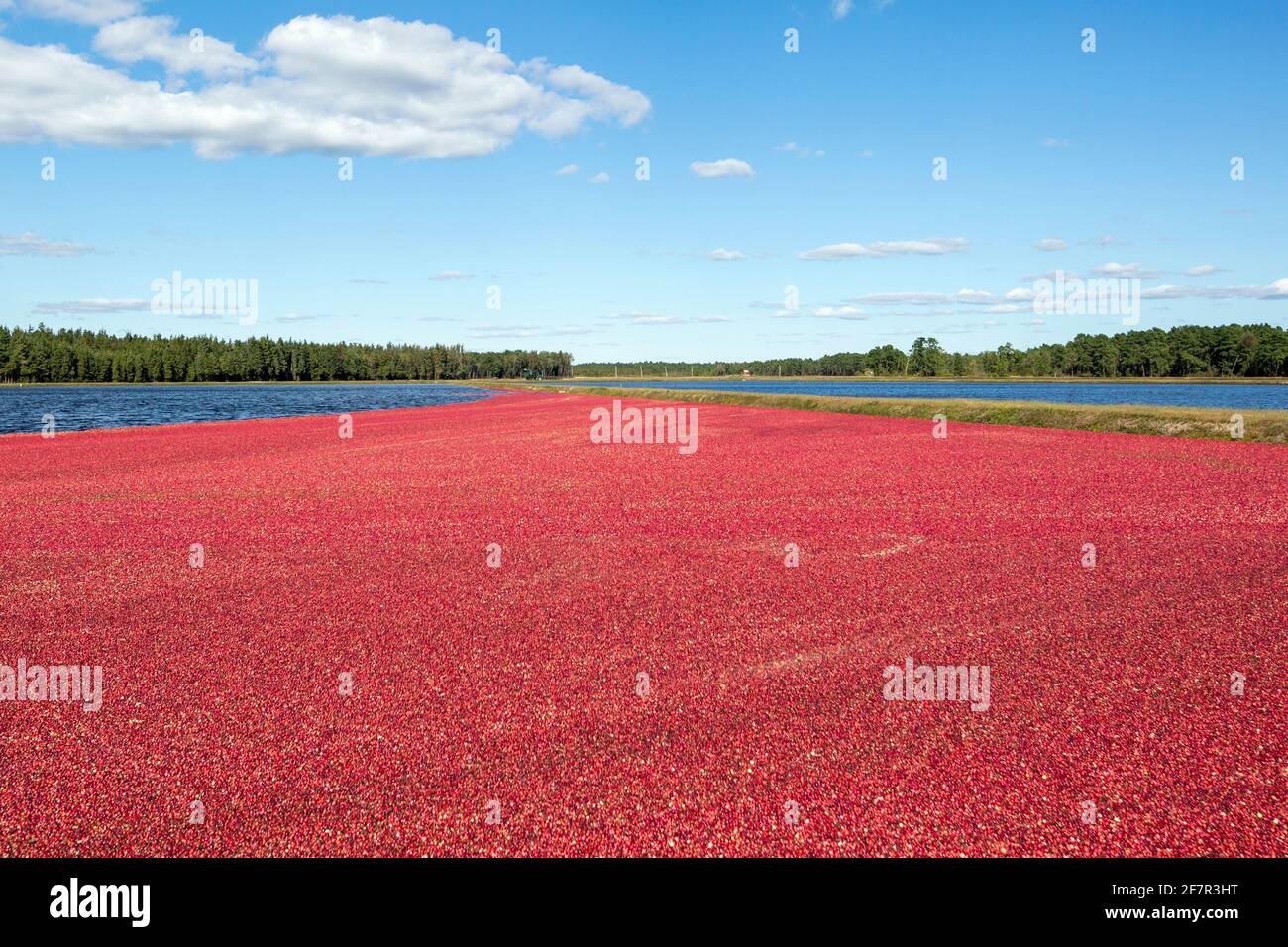 A cranberry bog filled with beautiful colorful red berries is seen on a ...