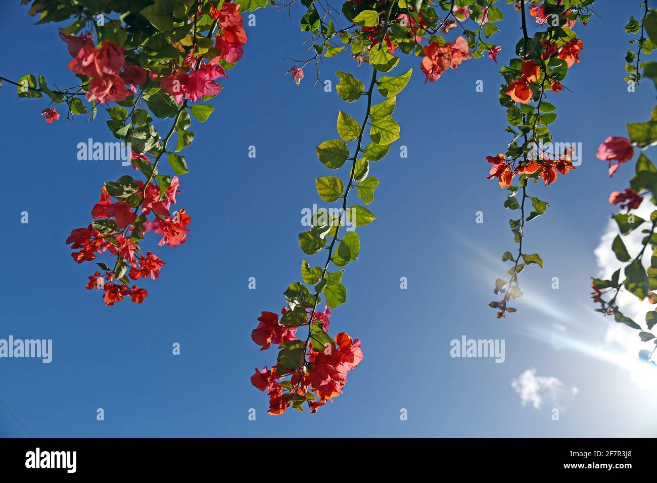 Blooming flowers and greenery are seen in an alleyway in beautiful ...