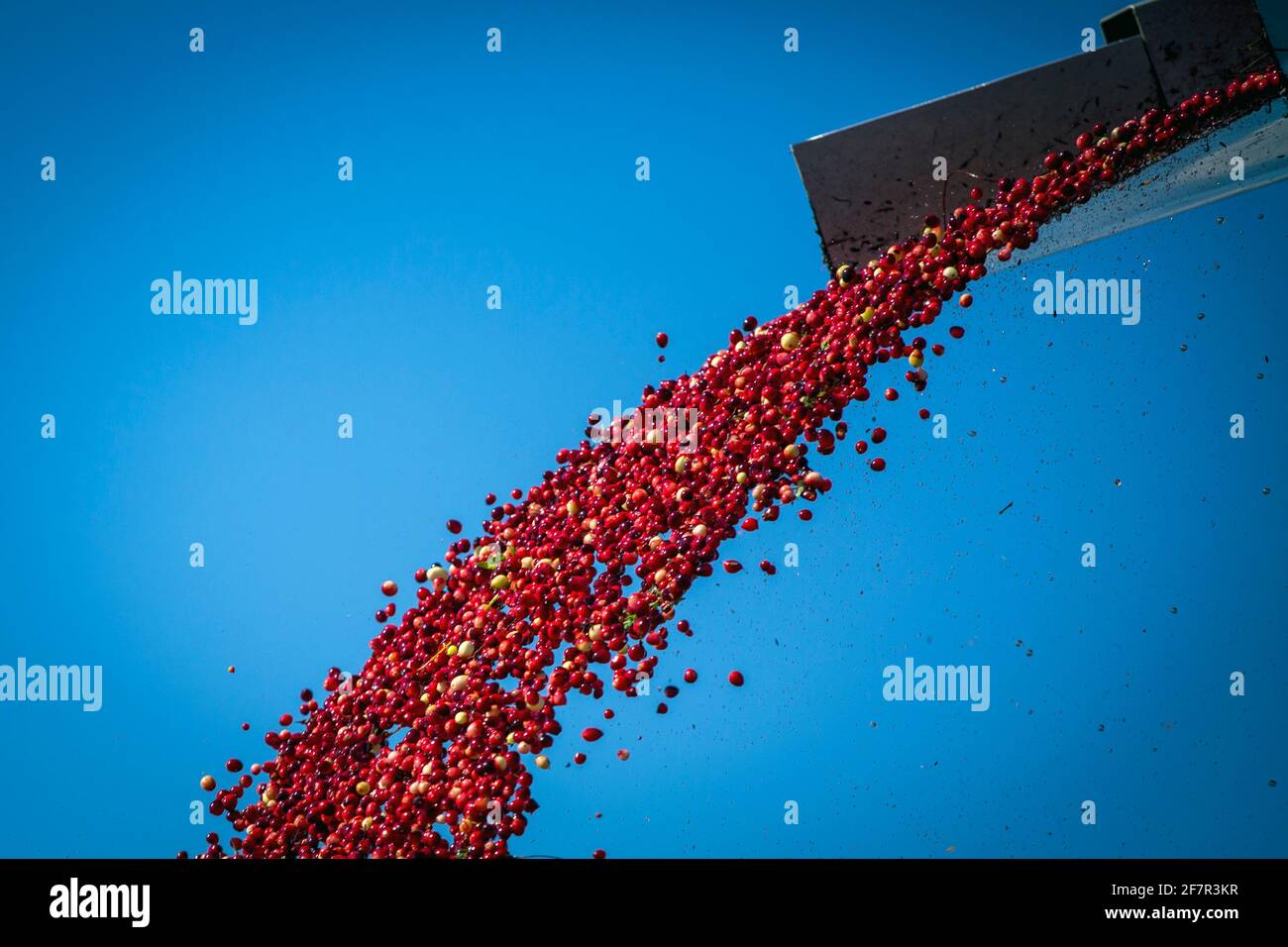 A cranberry bog filled with beautiful colorful red berries is seen on a ...