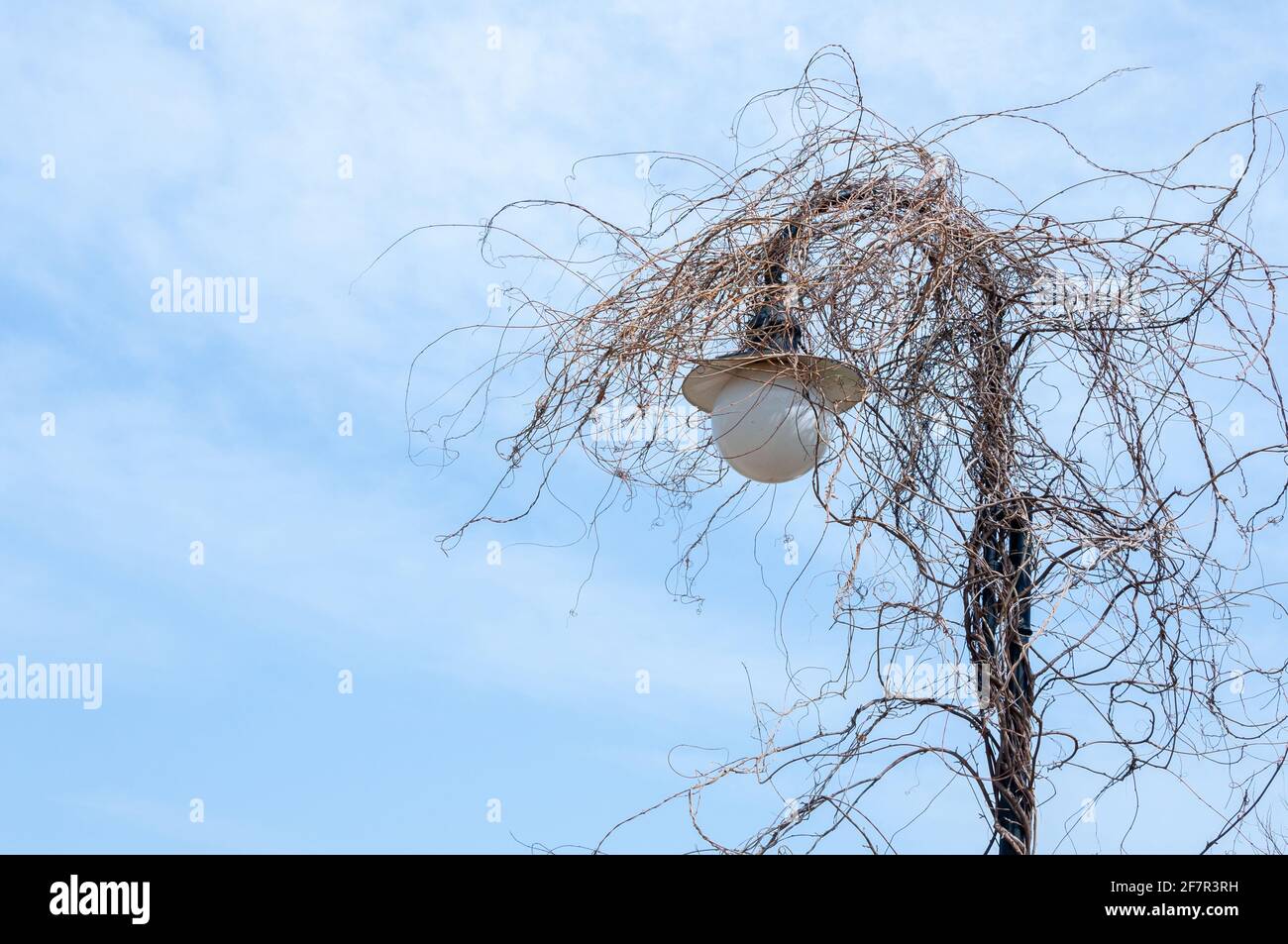 Street lamp post wrapped in branches of tree, Streetlights wrapped in ...