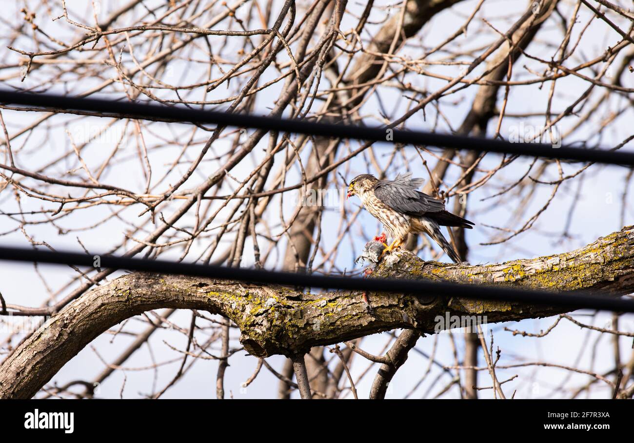 closer view of a bird eating an animal while on a tree with electric ...