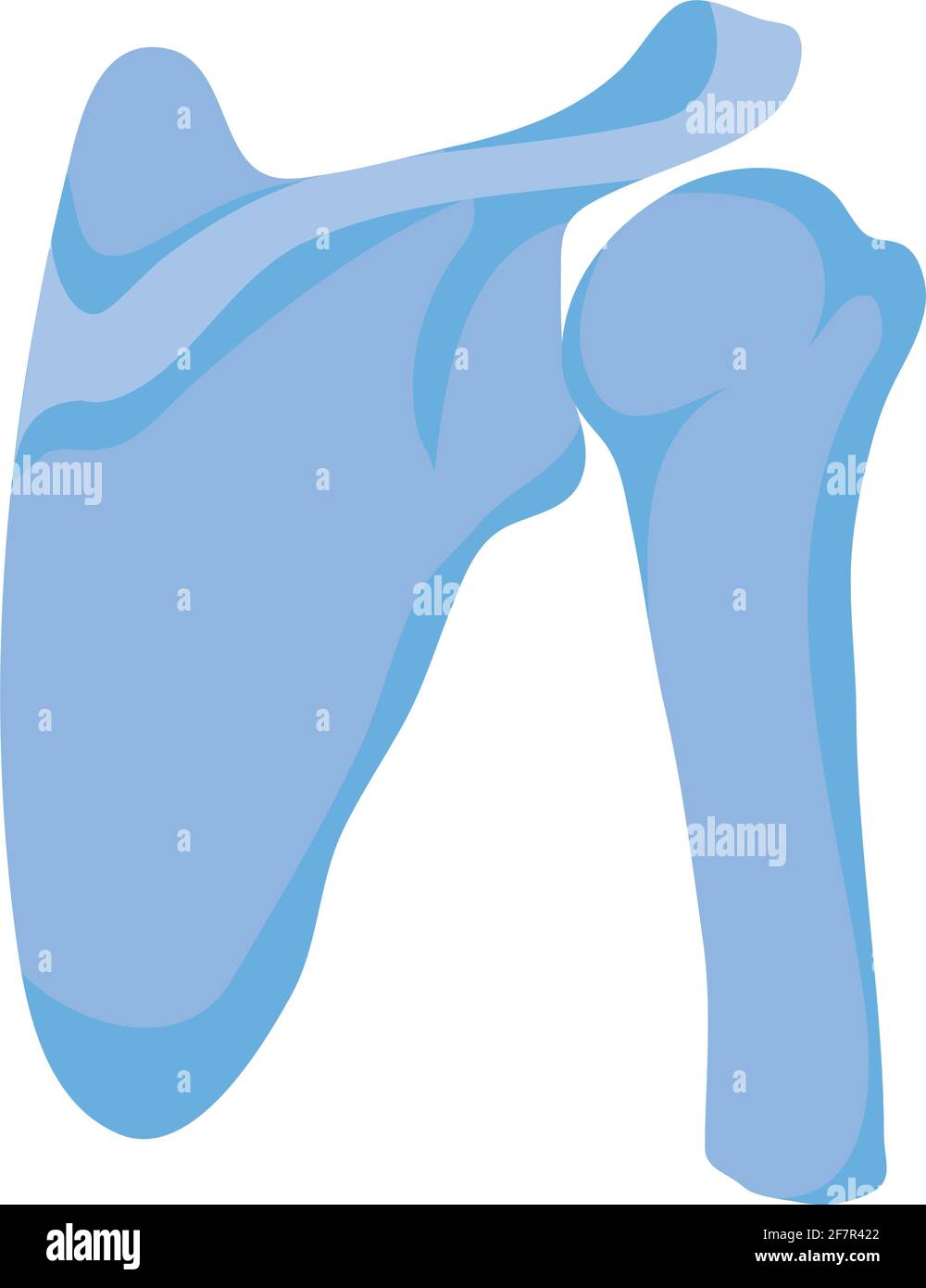 normal shoulder joints Stock Vector Image & Art - Alamy