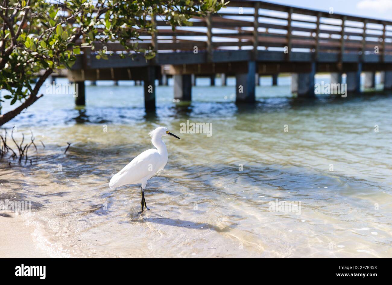 tall white bird with both legs in the water on a sandy beach with a ...