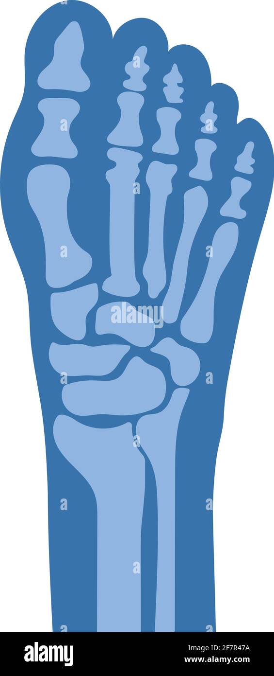normal feet bones Stock Vector Image & Art - Alamy