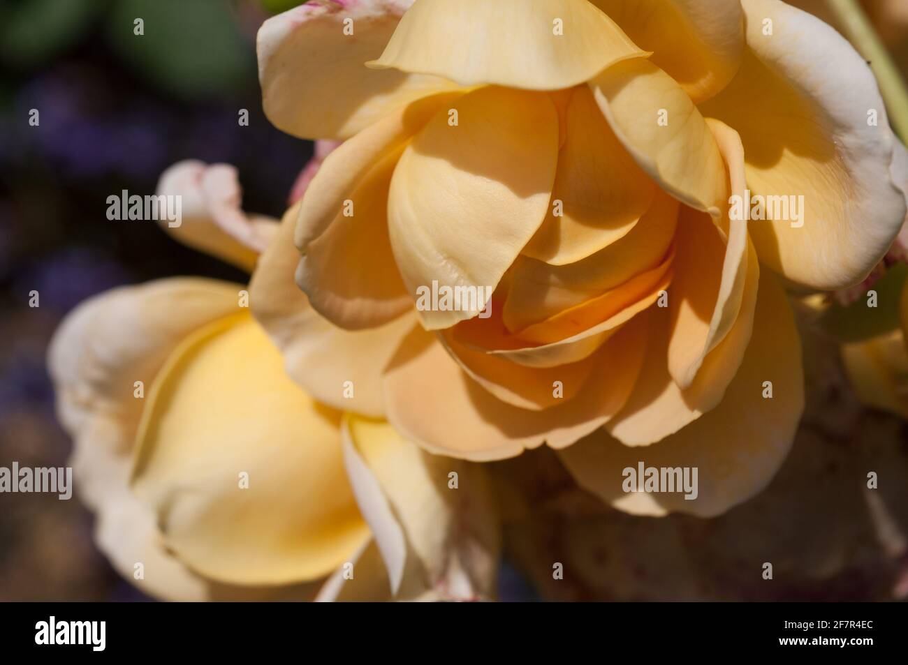 pale yellow yoke rose up close Stock Photo - Alamy