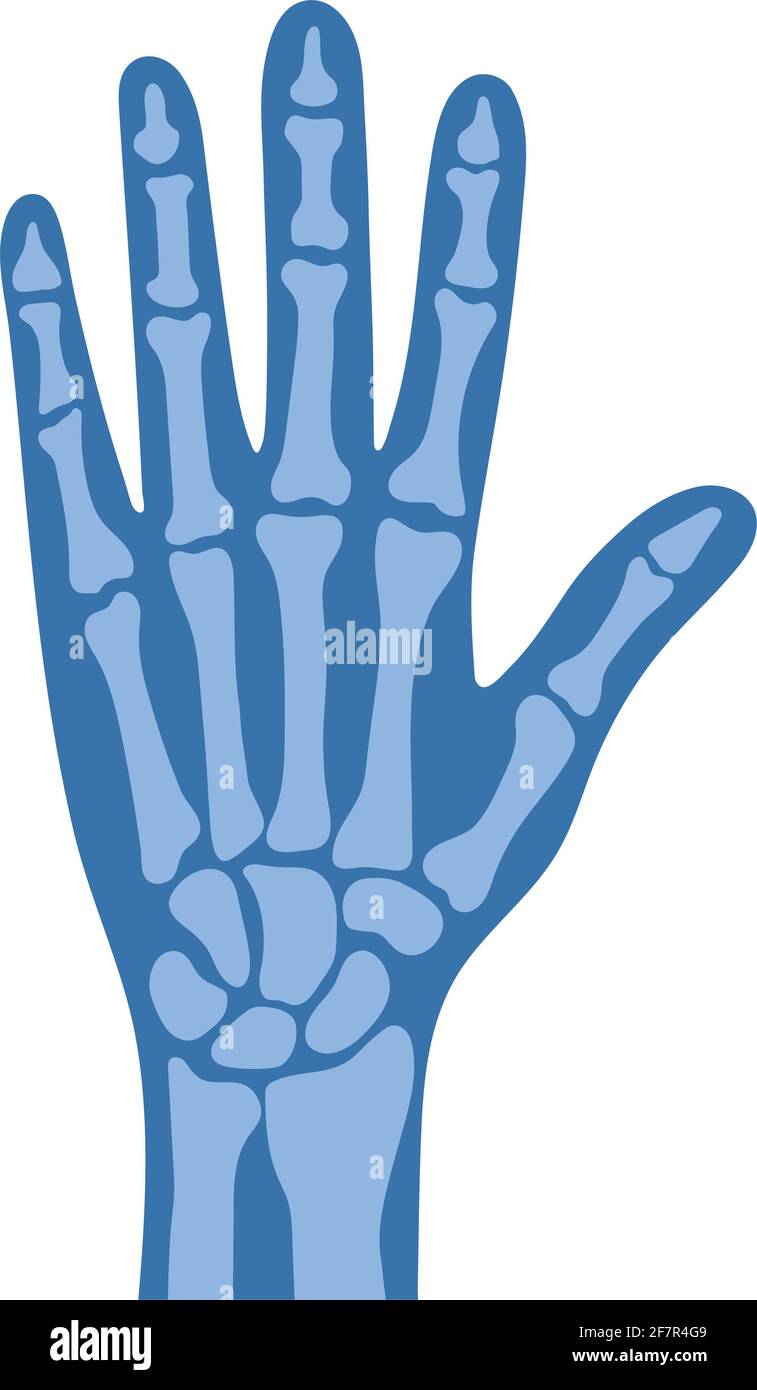 normal hand joints Stock Vector Image & Art - Alamy