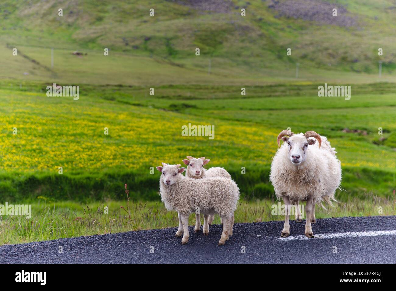 Fluffy sheep hi-res stock photography and images - Alamy