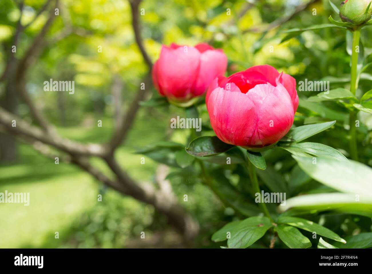 Two pink peonies hi-res stock photography and images - Alamy