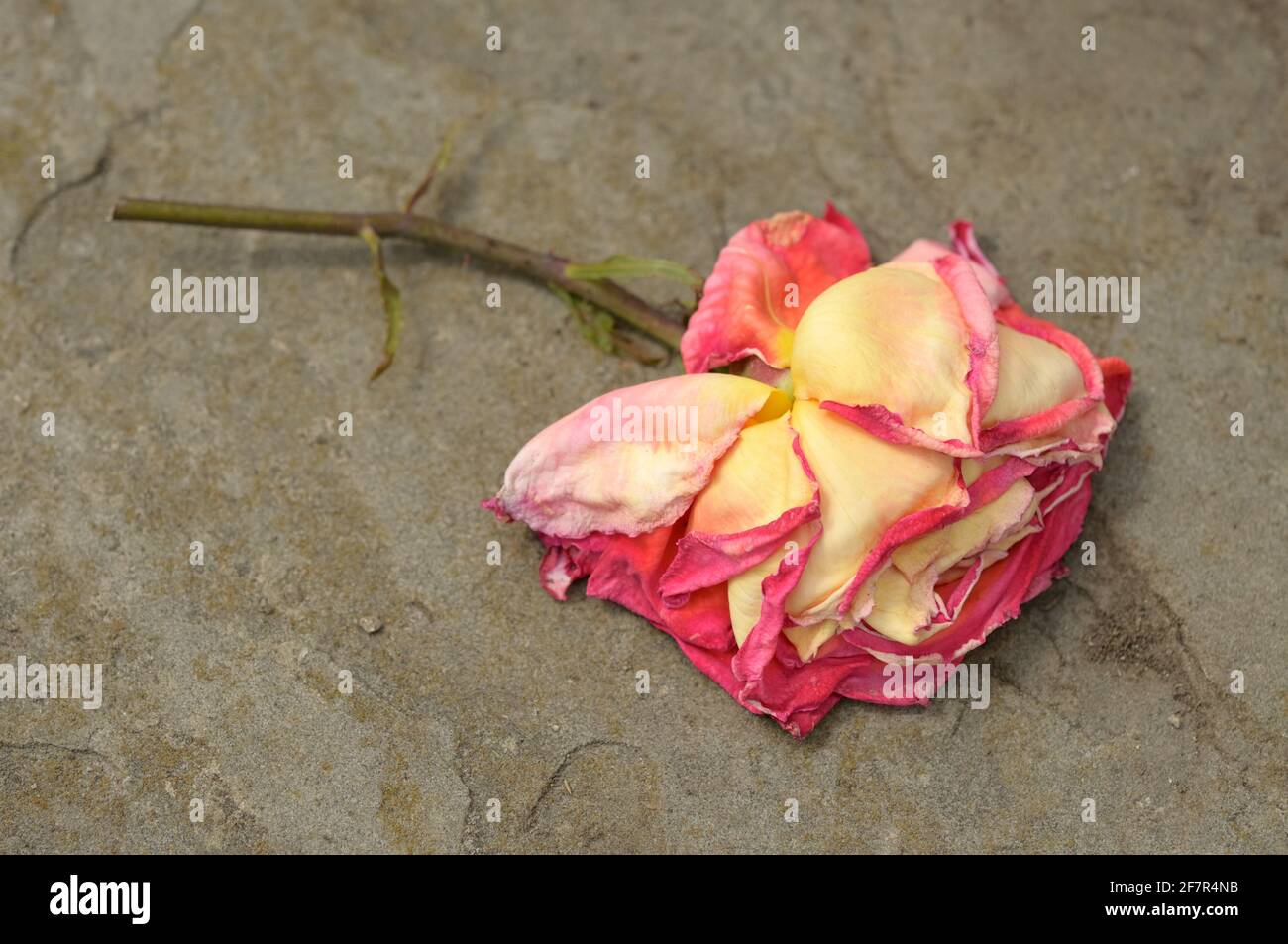 Robust shrub rose hi-res stock photography and images - Alamy