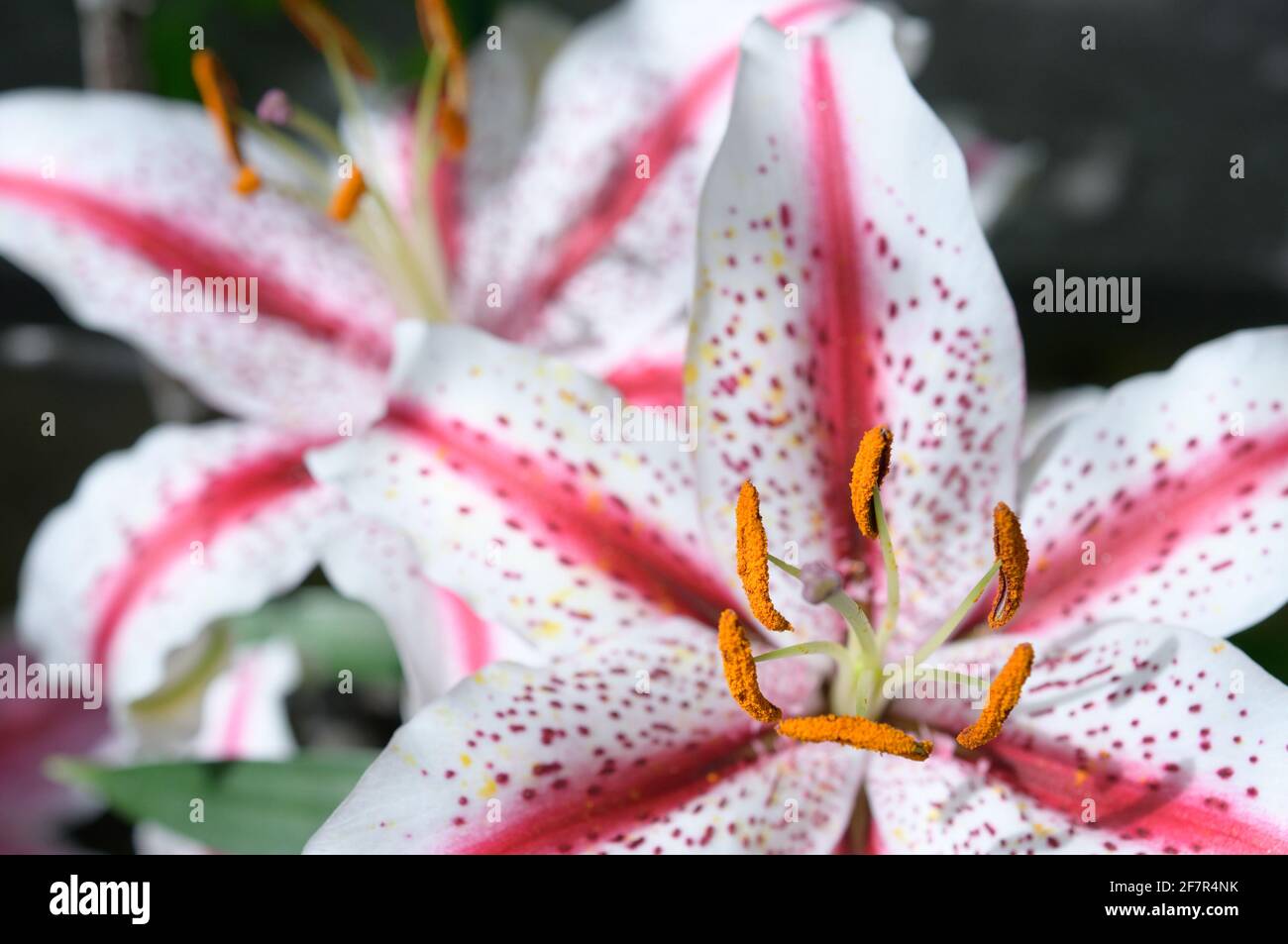 Lilium oriental hi-res stock photography and images - Alamy