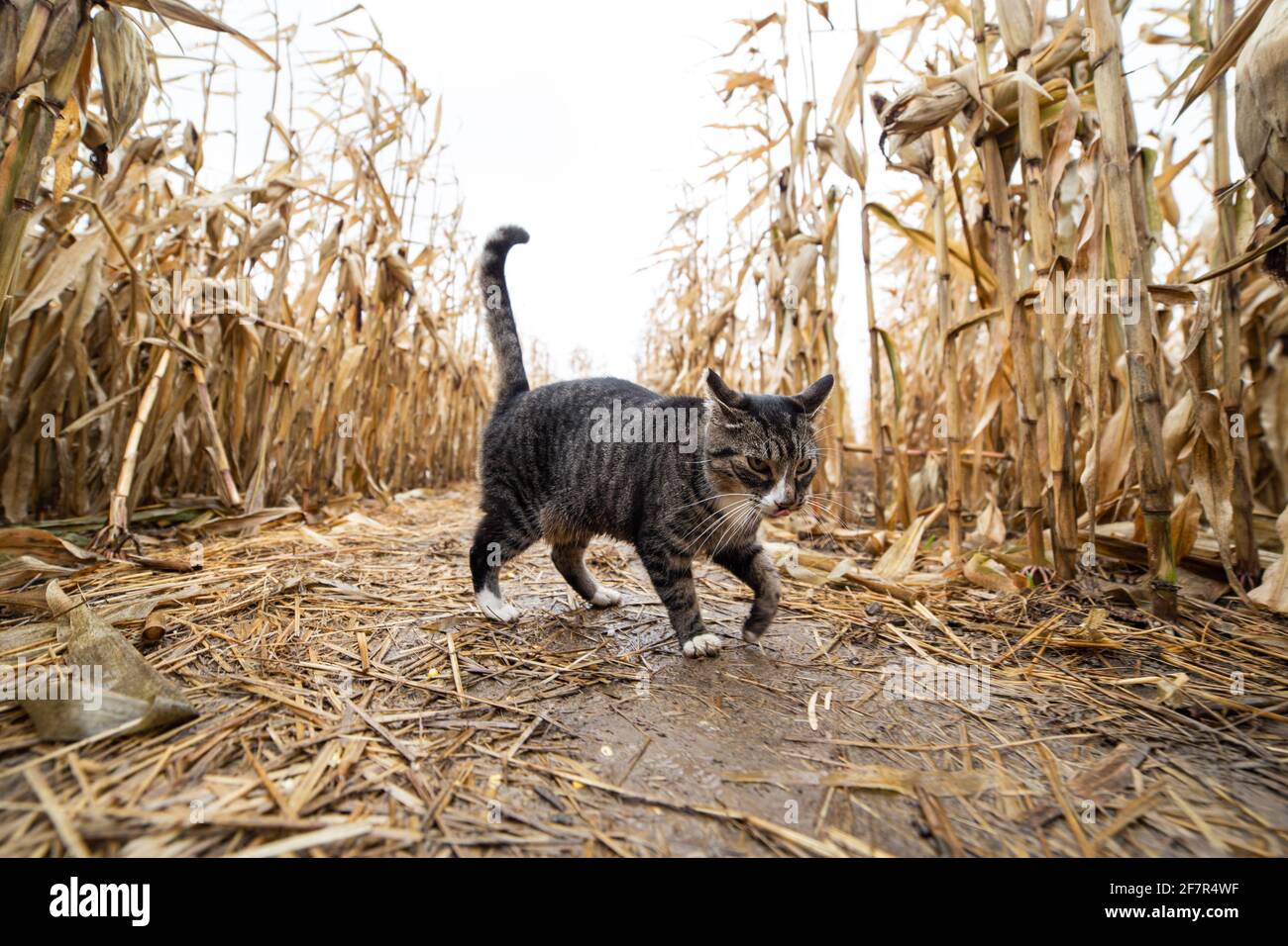 cat walking towards the camera in a maze made out of corn Stock Photo ...