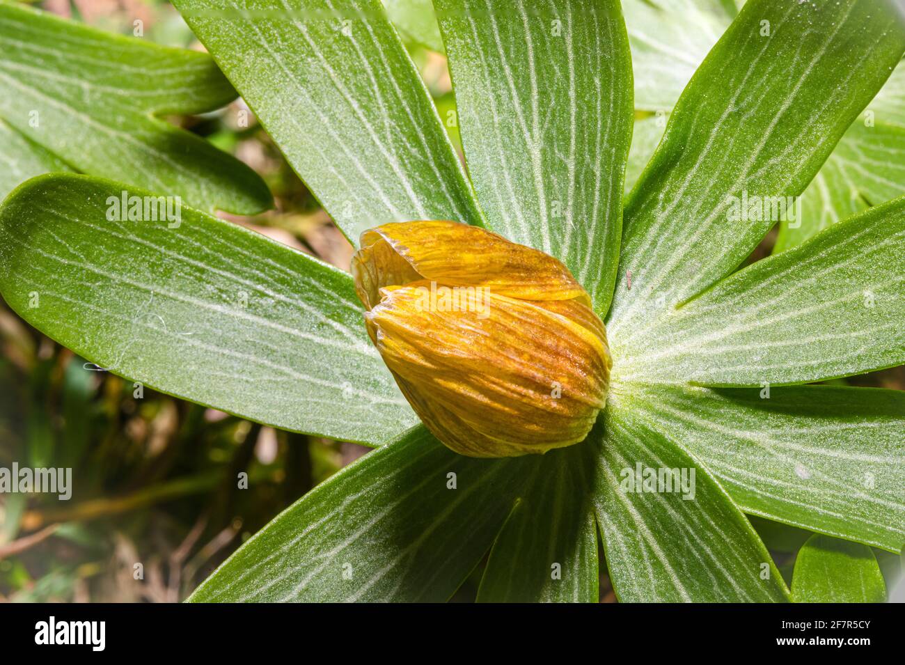 Purple bud colour hi-res stock photography and images - Alamy
