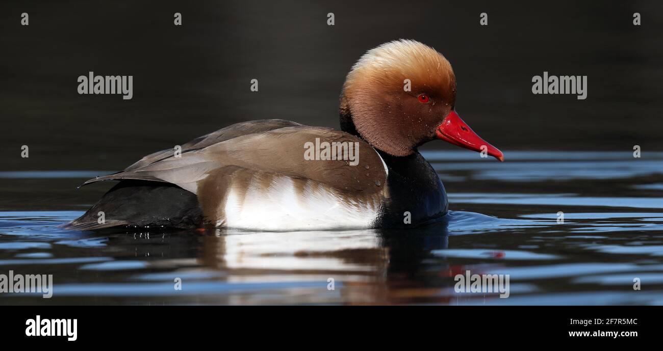 Red crested ducks hi-res stock photography and images - Alamy