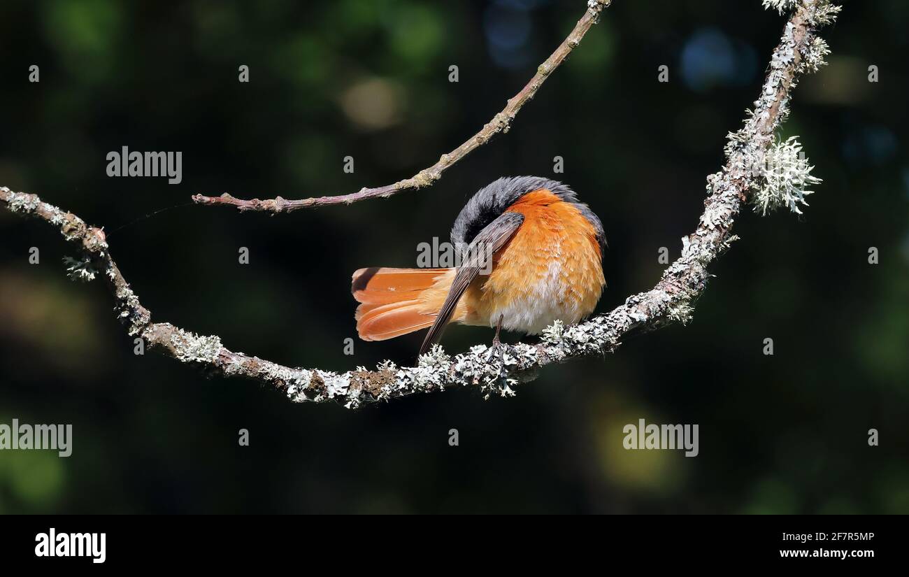 Preening bird, Common redstart Stock Photo - Alamy