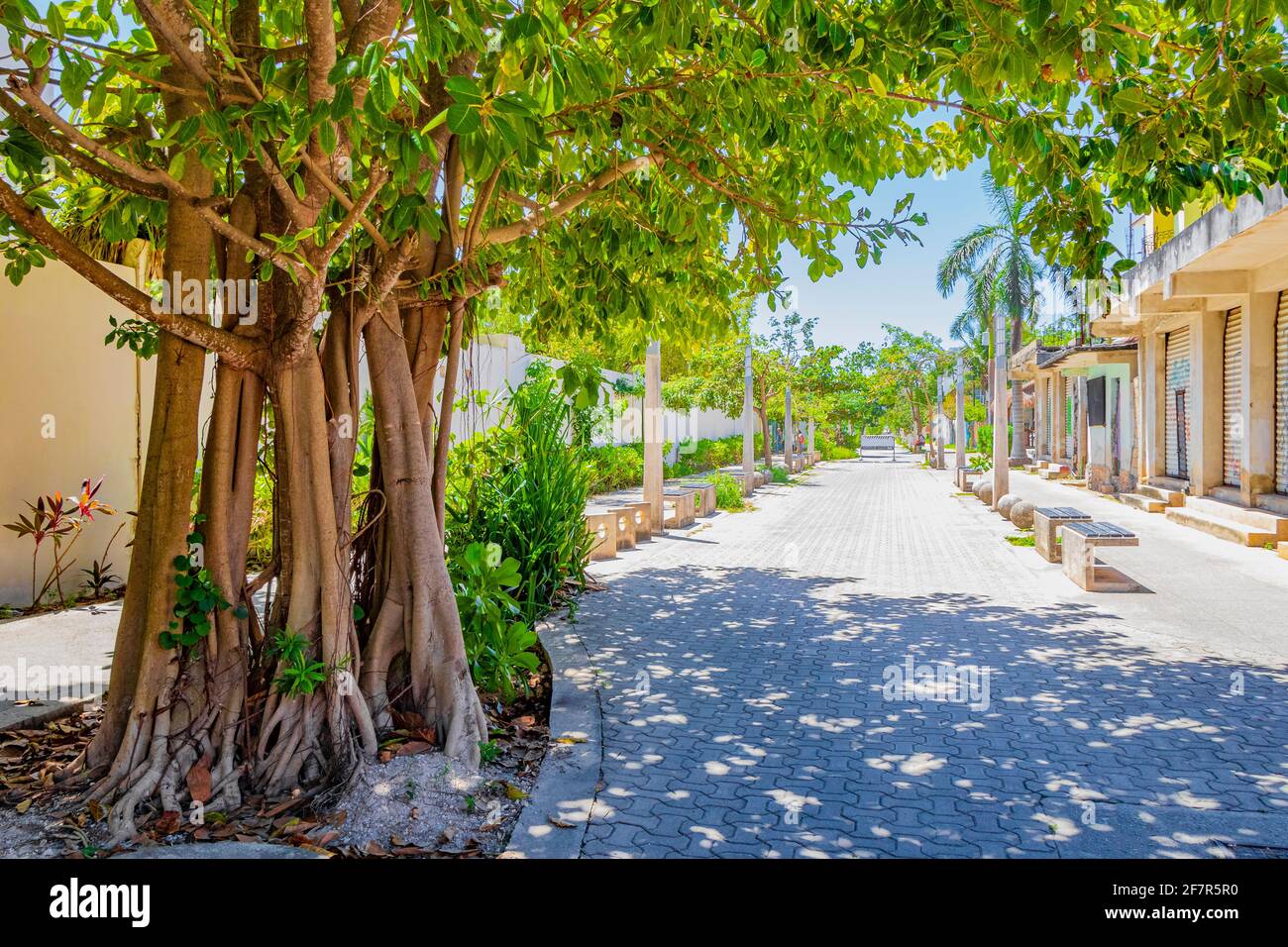Big huge tropical tree in natural pedestrian walkways of Playa del ...