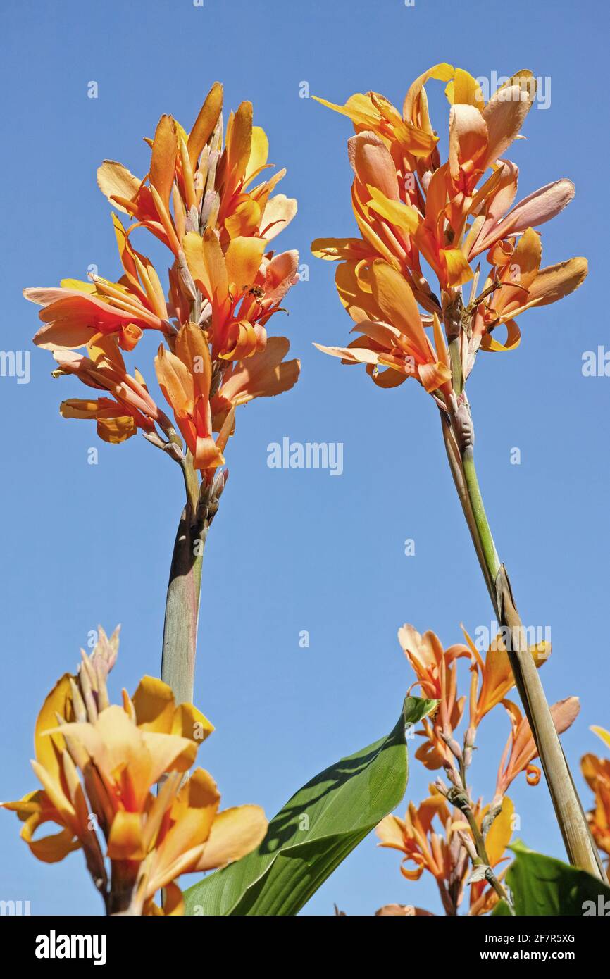 Floriferous cane hi-res stock photography and images - Alamy