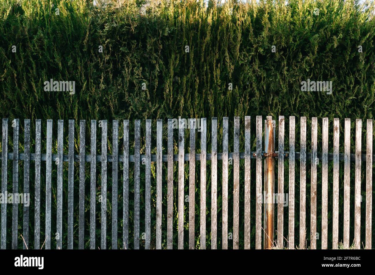 Hedge behind fence hi-res stock photography and images - Alamy