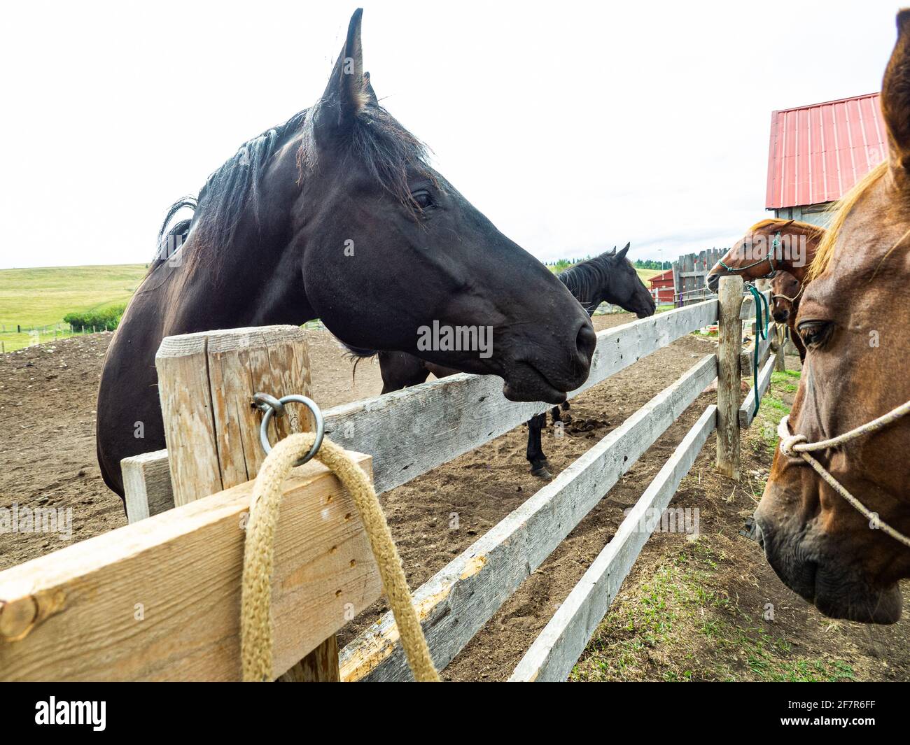 Horse head over fence hi-res stock photography and images - Alamy