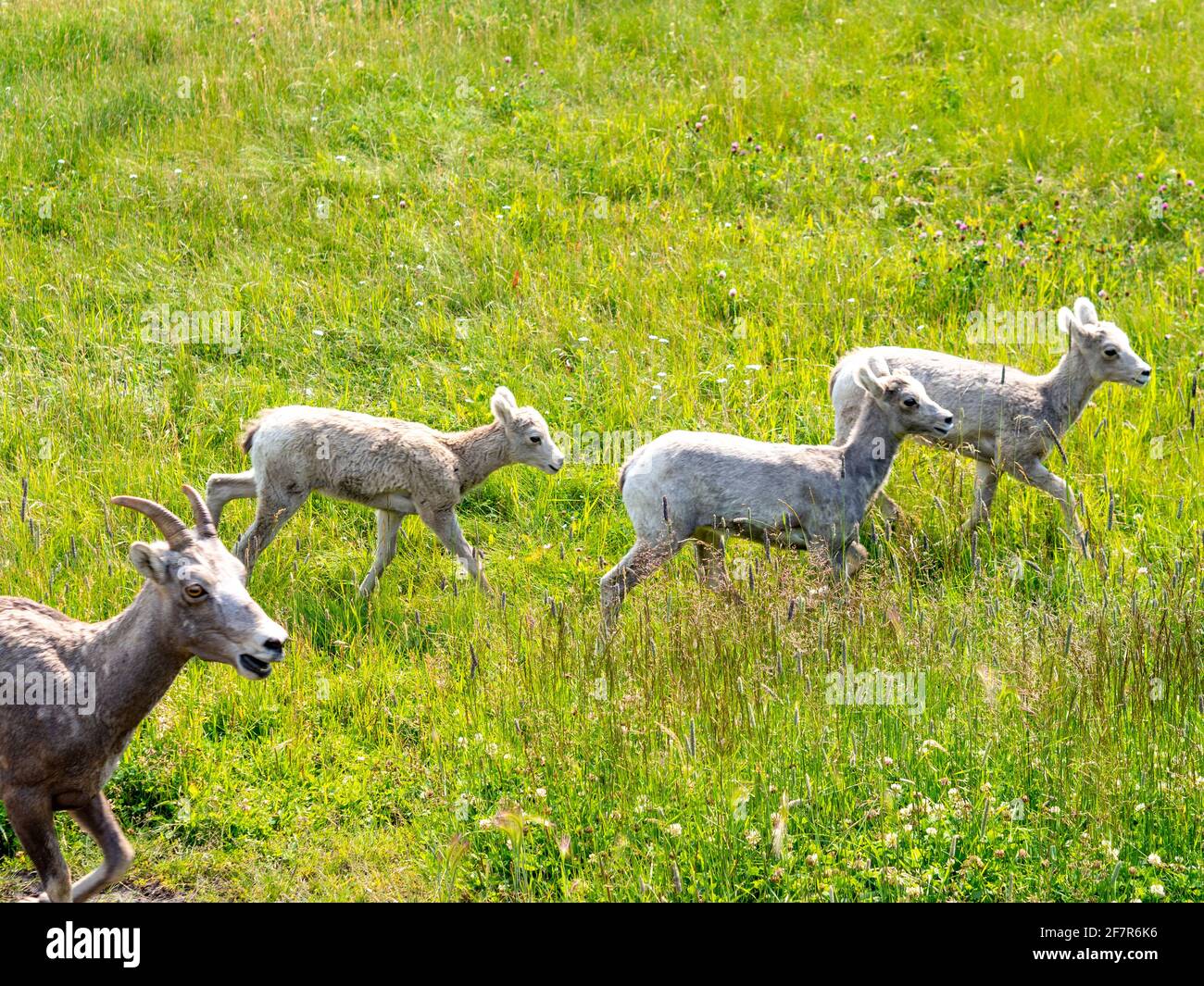 Sheep running hi-res stock photography and images - Alamy