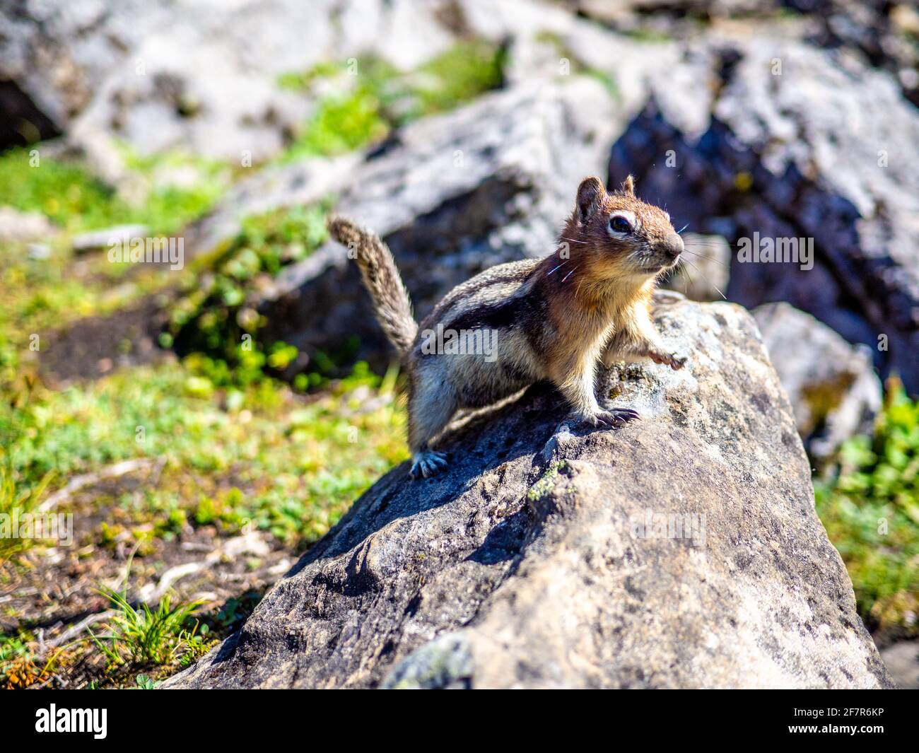 Summer squirrel hi-res stock photography and images - Alamy