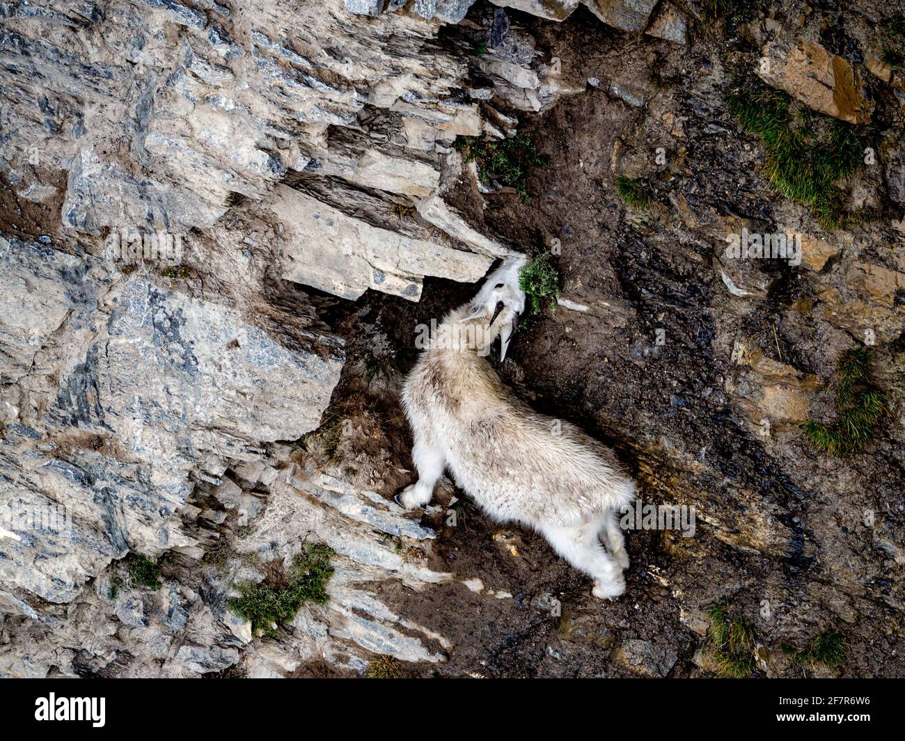 mountain goat eating on the side of the wall in summer with white fur ...