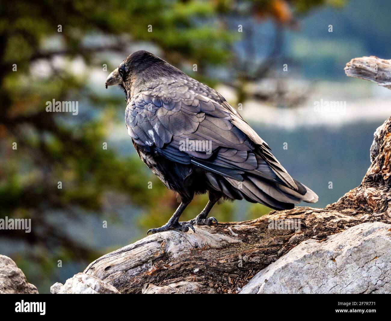 black bird back view in summer with trees in the background on the edge ...