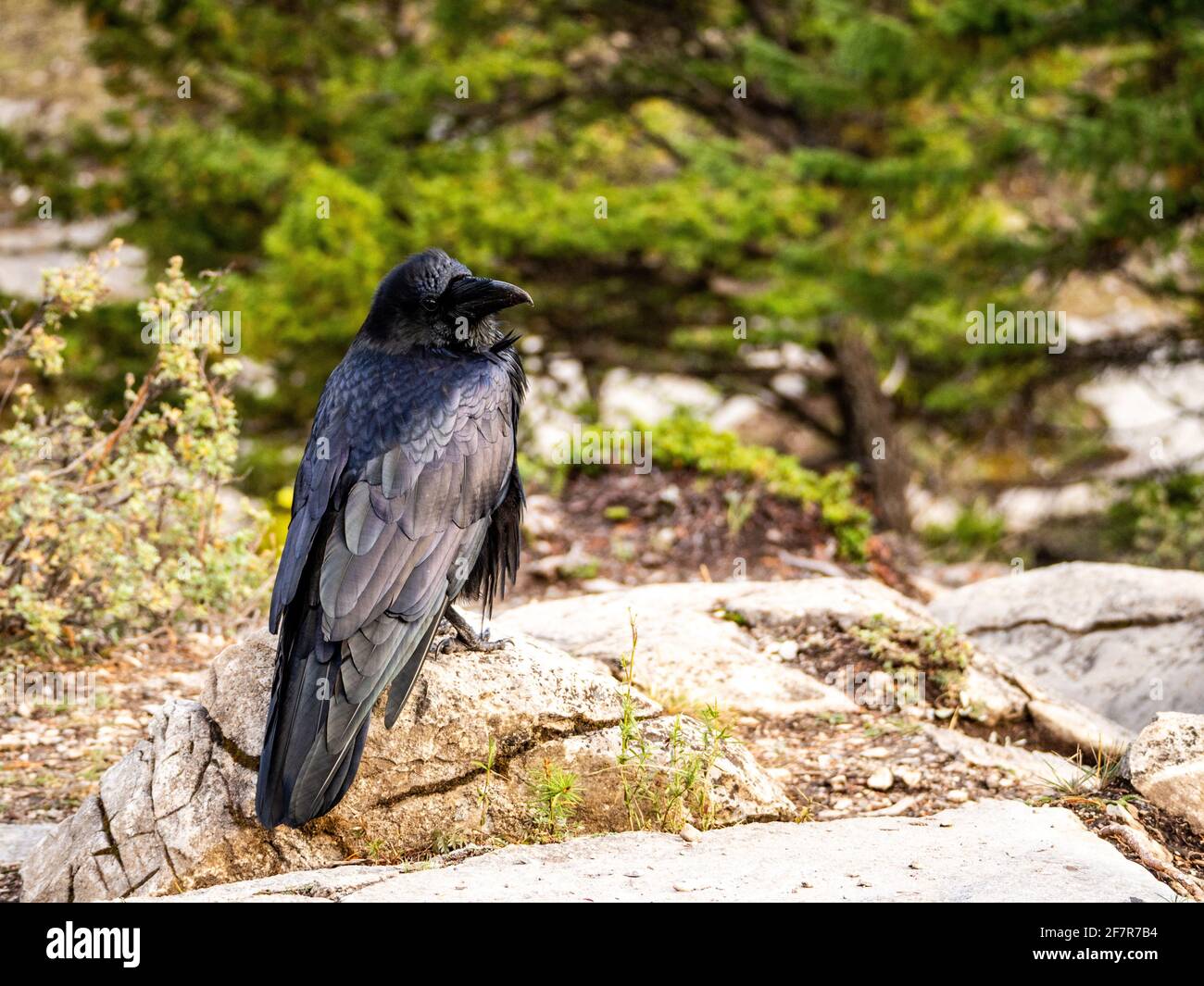 black bird back view in summer with trees in the background Stock Photo ...