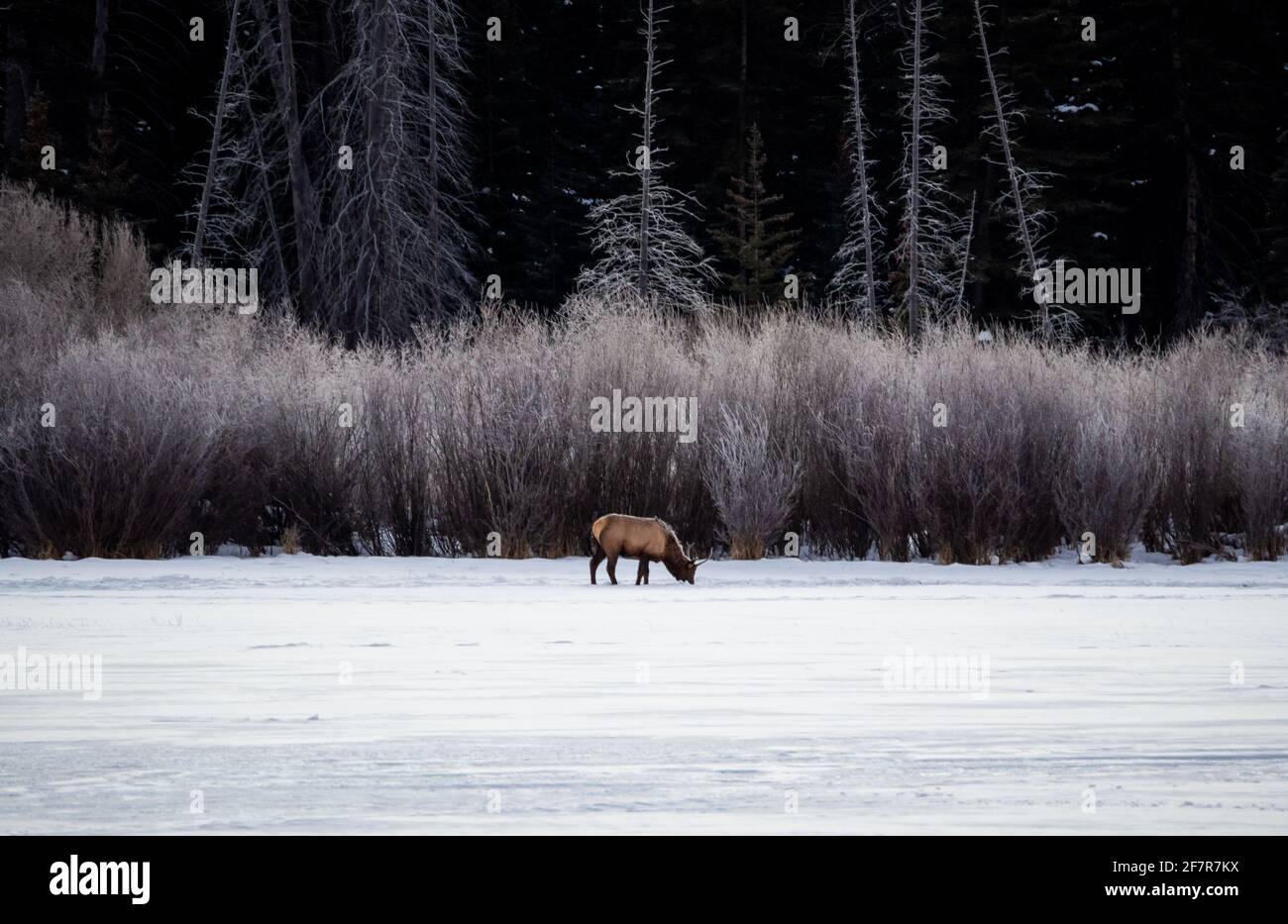 Animal eating hi-res stock photography and images - Alamy