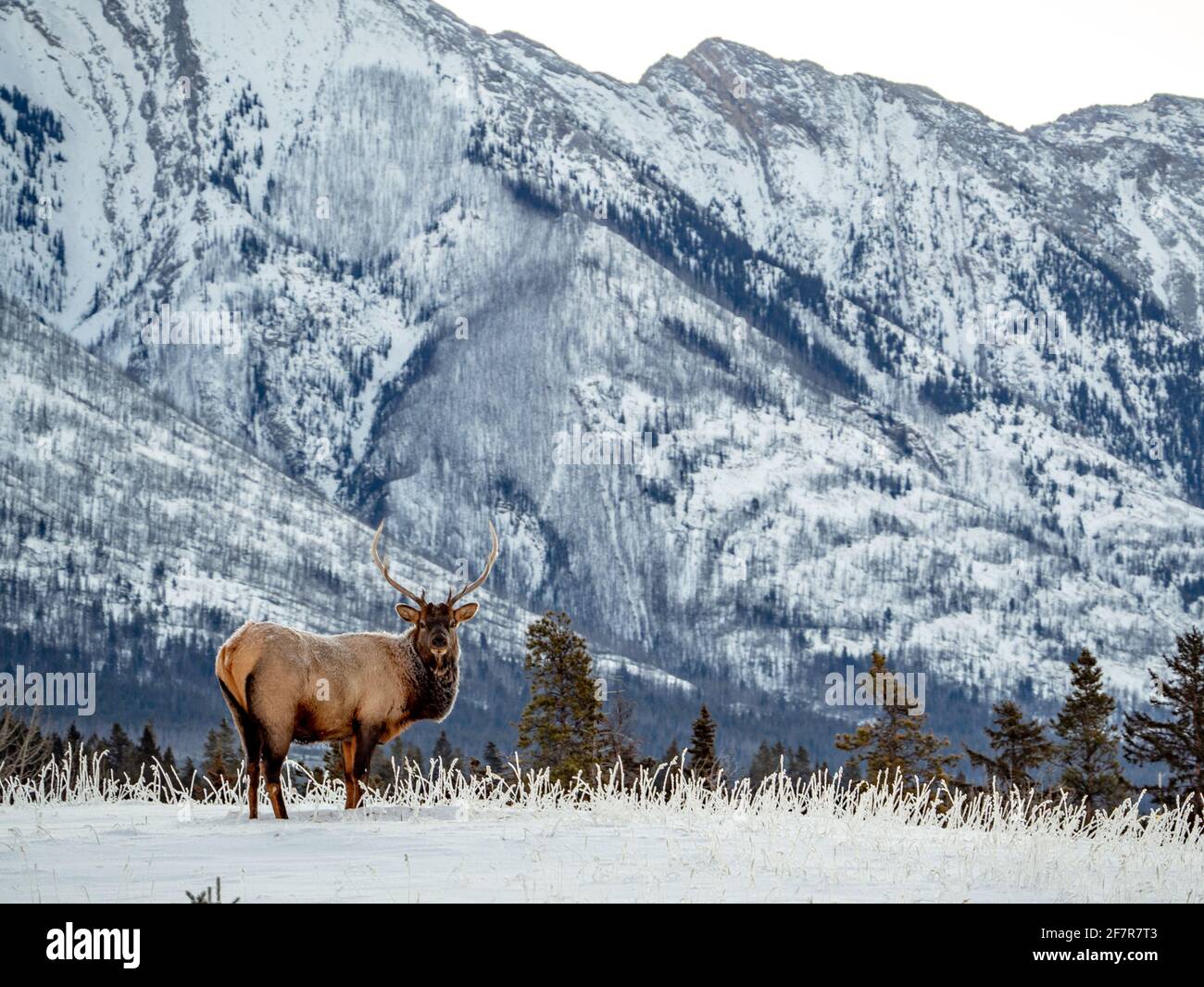 Side view of a brown elk in winter with a mountain peak in the back ...