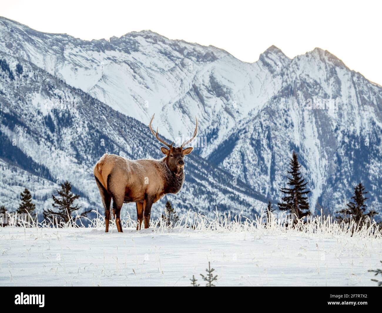 Side view of a brown elk in winter with a mountain peak in the ...