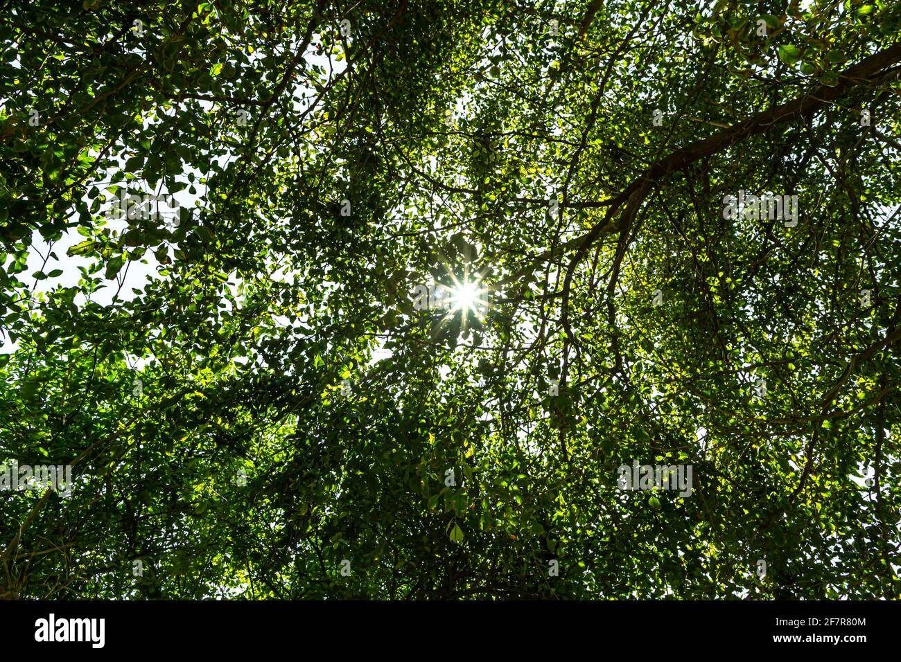 sun star light through tree trunk.beautiful sunny green foliage on ...
