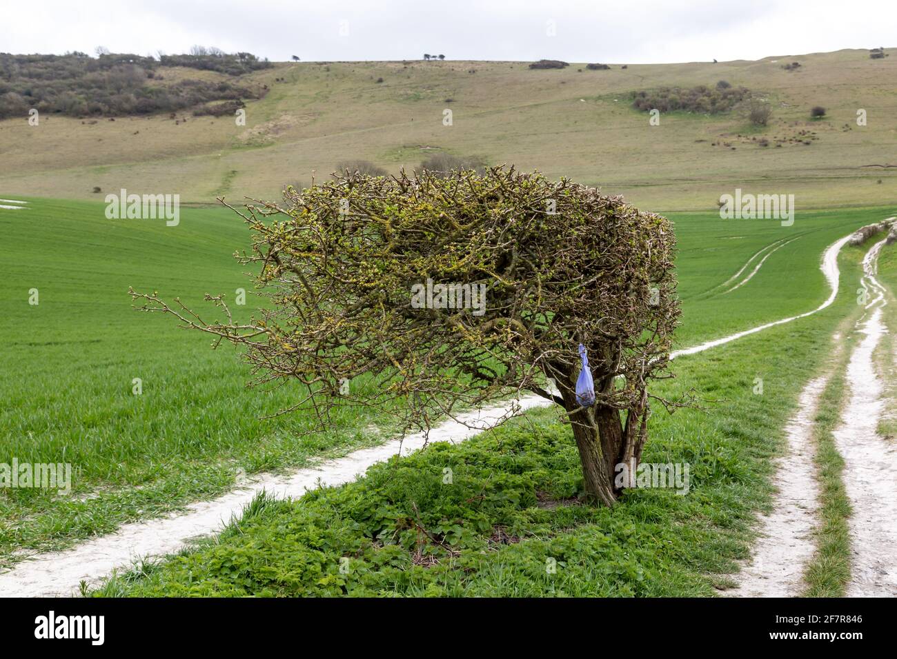 Dog poo tree hi-res stock photography and images - Alamy