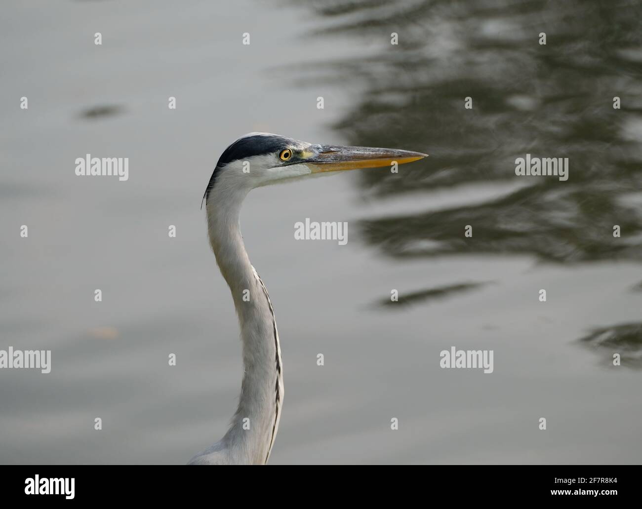 Closeup side view of a stork looking ahead with wavy sea background ...