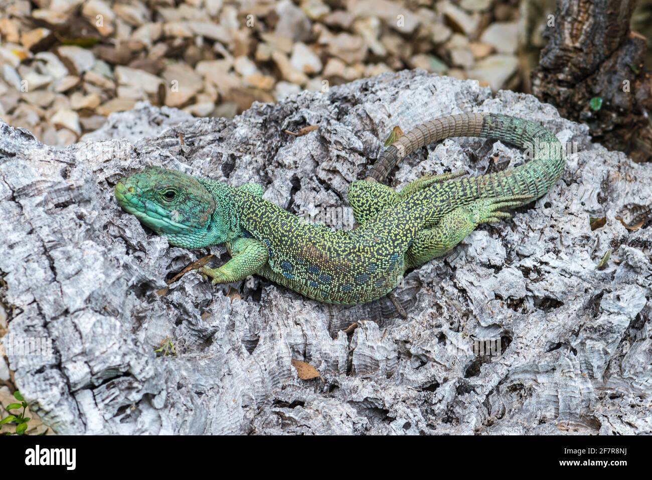Timon lepidus hi-res stock photography and images - Alamy