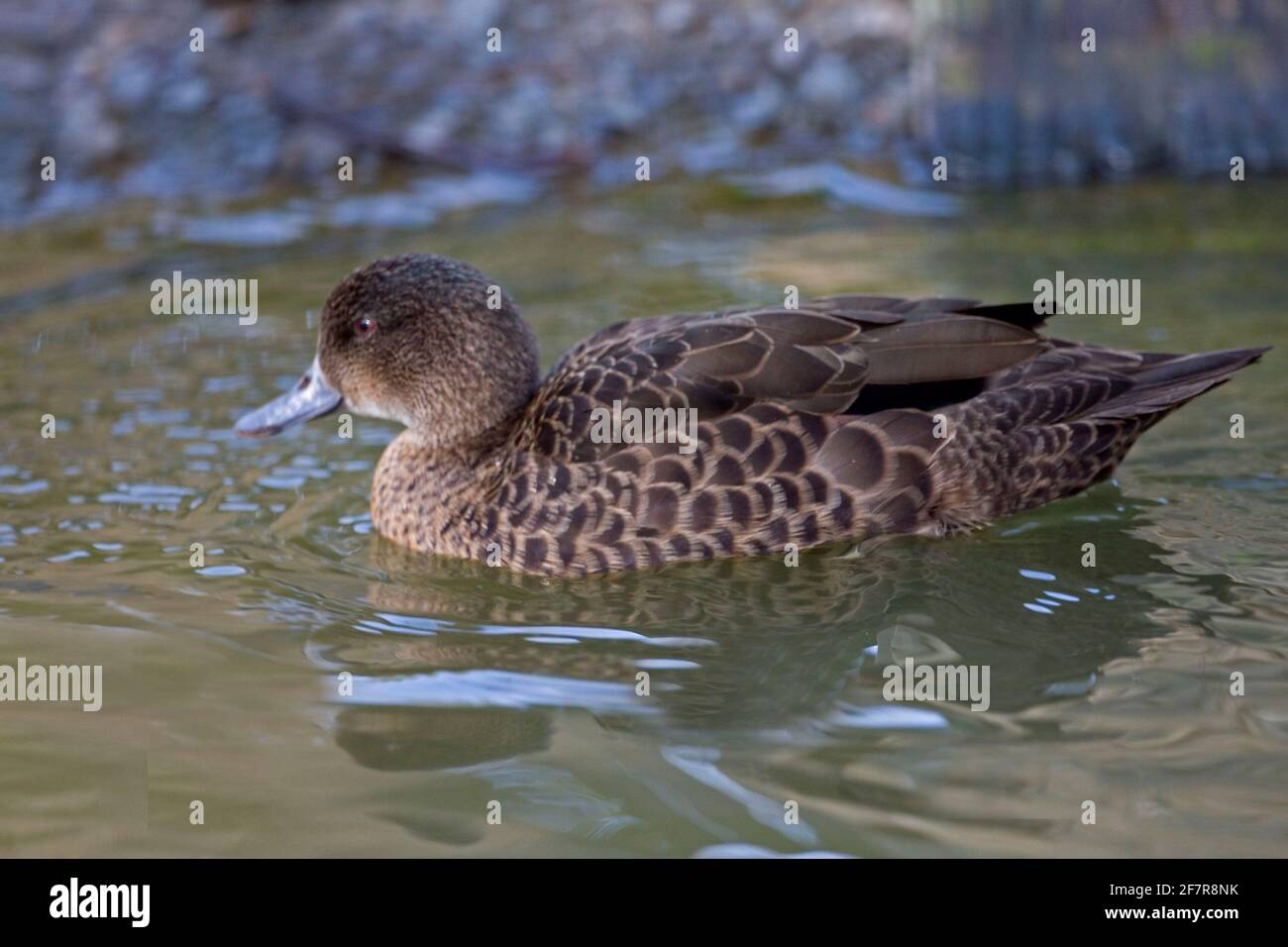 Female chestnut teal hi-res stock photography and images - Alamy