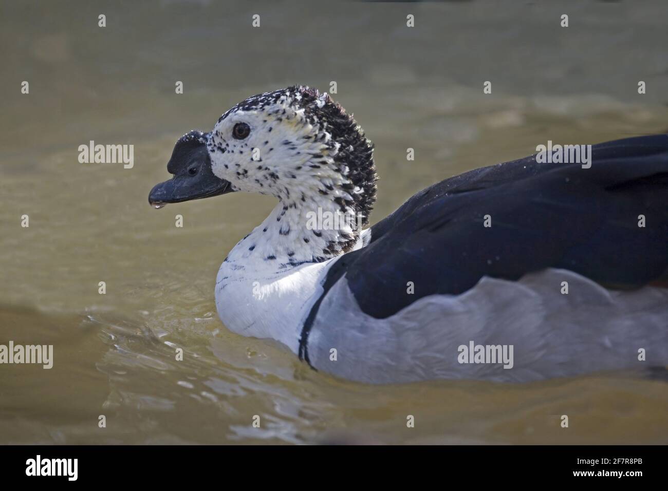 Female comb duck hi-res stock photography and images - Alamy