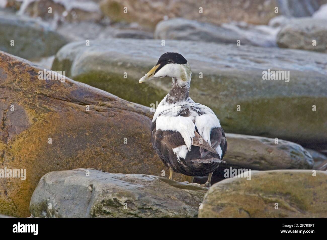 Eider goose hi-res stock photography and images - Alamy