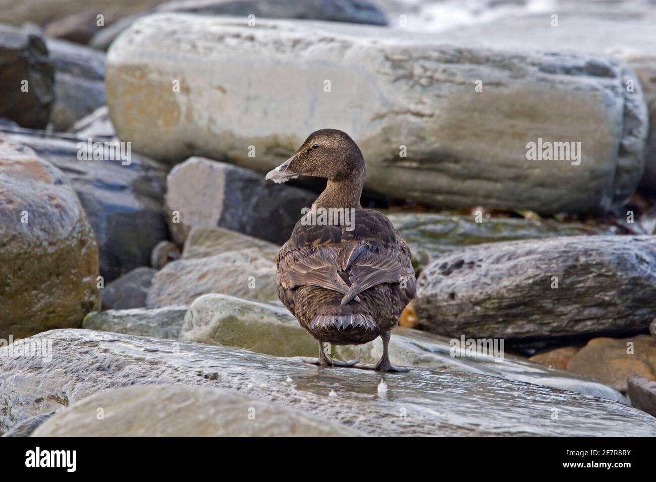 Eider goose hi-res stock photography and images - Alamy