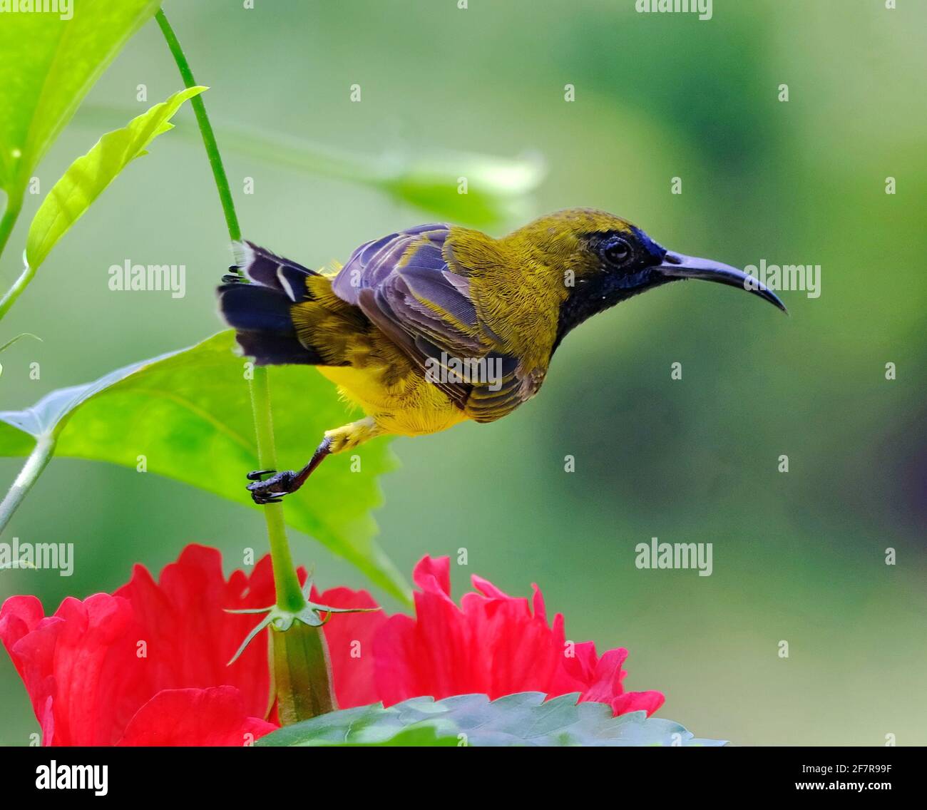 Small yellow bird with pointy black beak stretching from a green flower ...