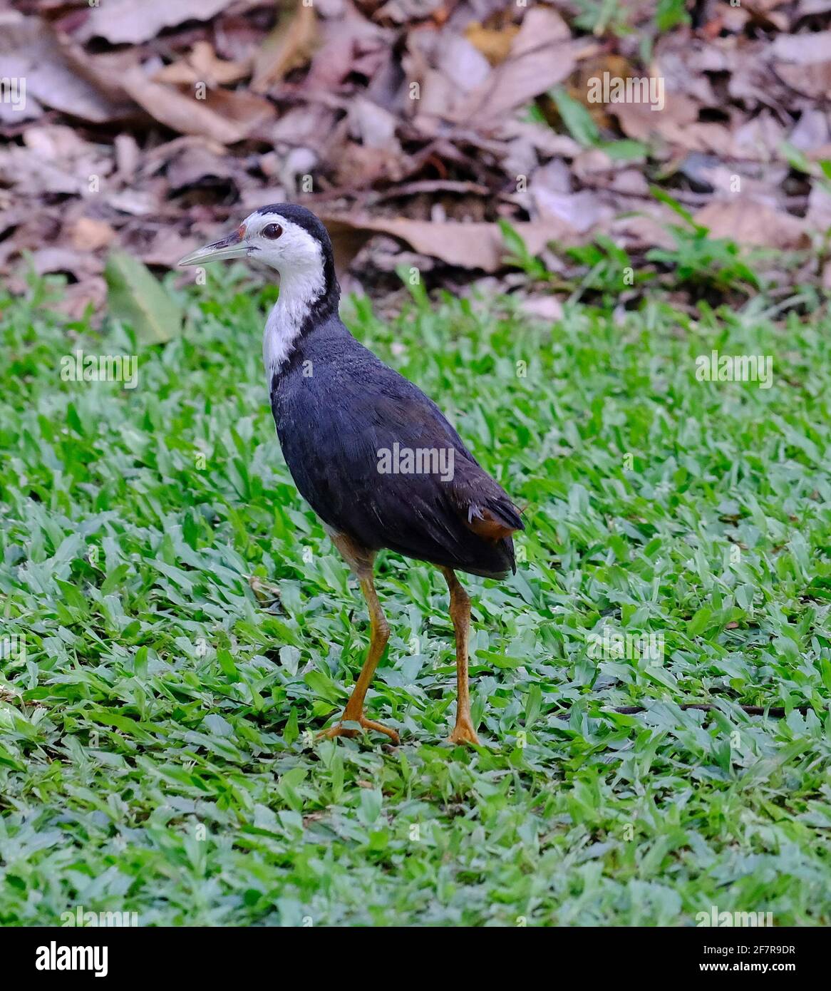 Closeup of a black and white bird with orange legs standing on a leafy ...