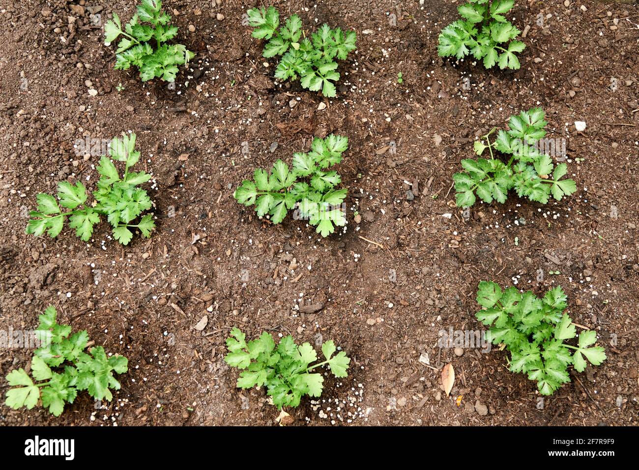 Growing parsley seedlings in hi-res stock photography and images - Alamy