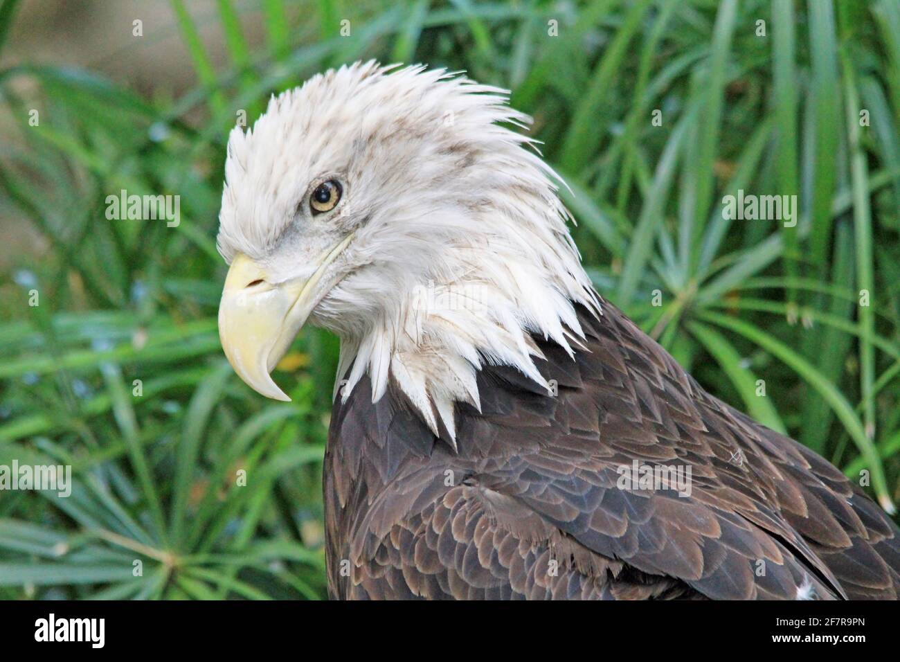 Bald eagle head Stock Photo - Alamy