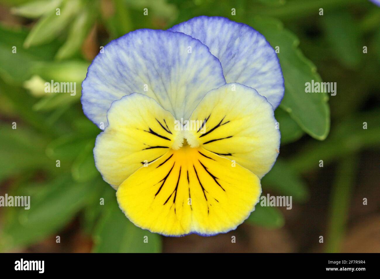 Blue pansy in nature hi-res stock photography and images - Alamy