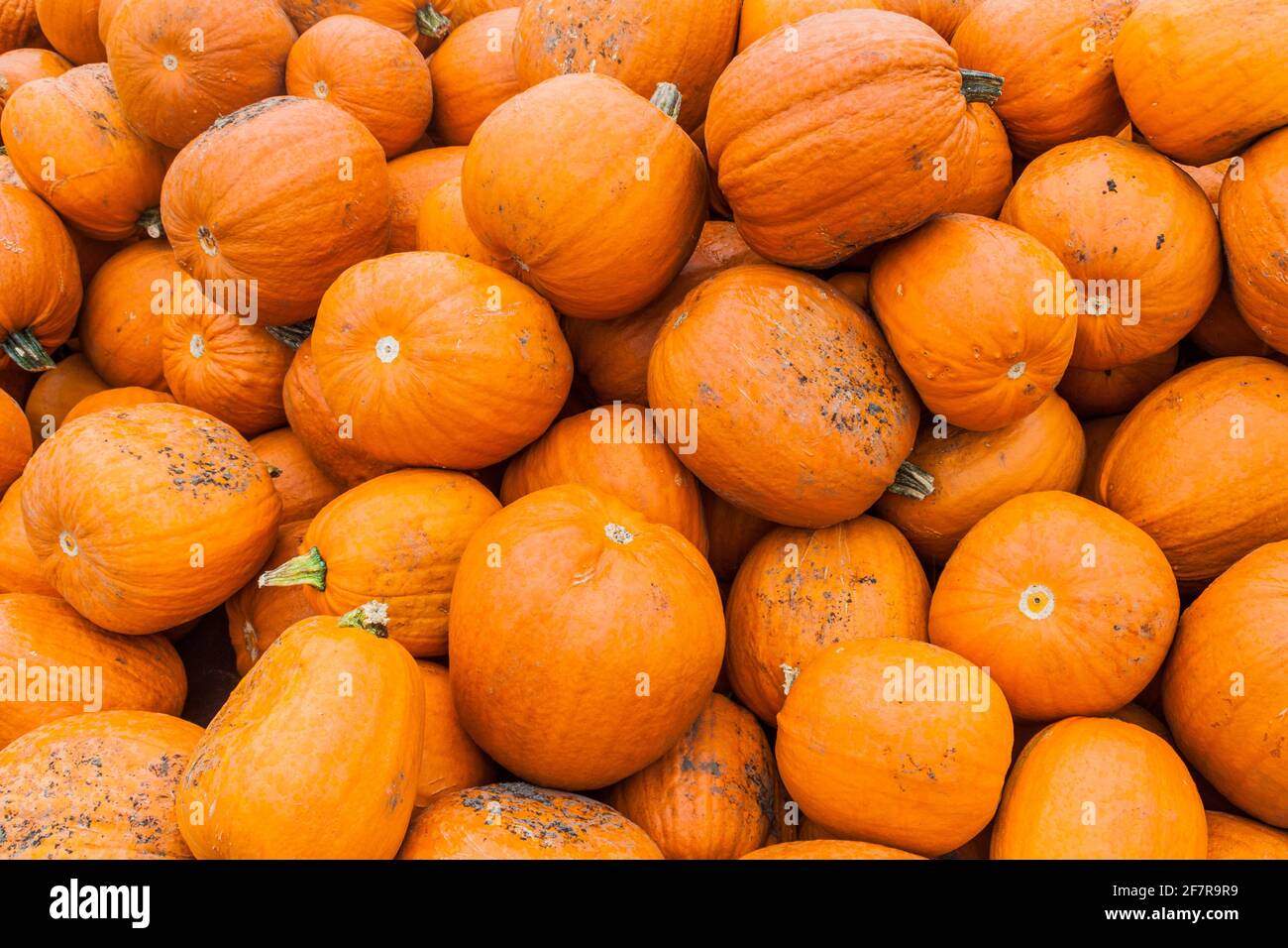 Big bright orange pumpkins hi-res stock photography and images - Alamy