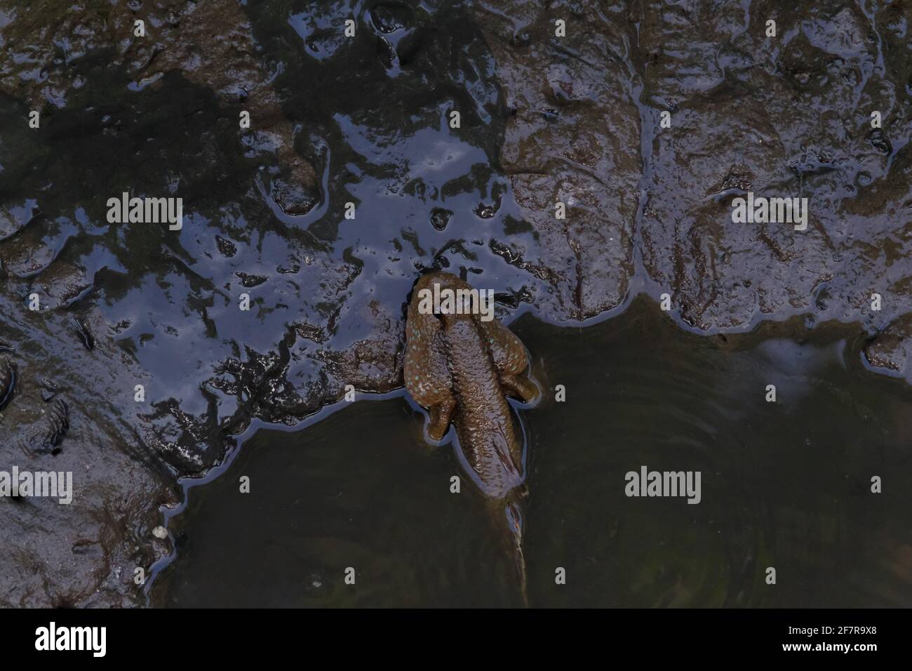 Top view of a small brown fish swimming to the surface of a muddy pond ...